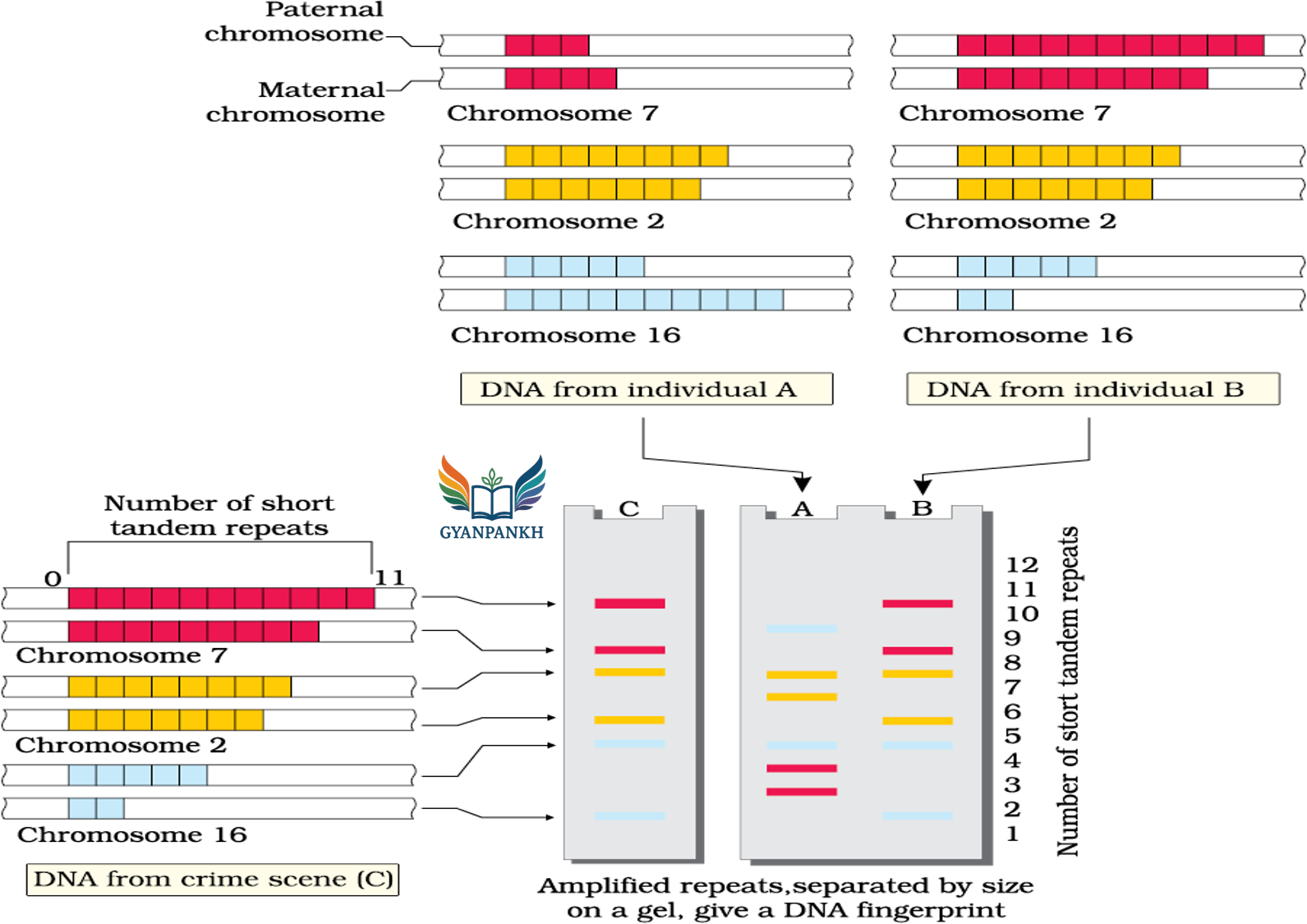 Biology Investigatory Project Class 12 DNA fingerprinting and its ...